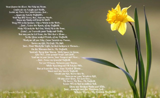 Daffodils Poem Text