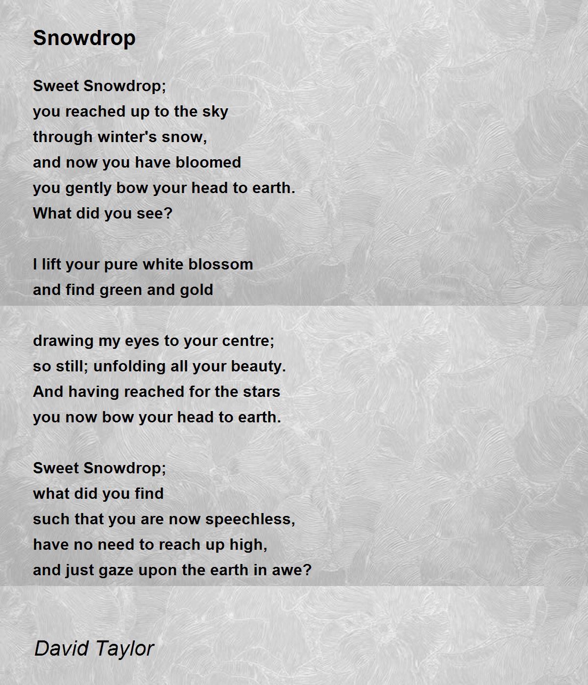 Snowdrop by David Taylor - Snowdrop Poem