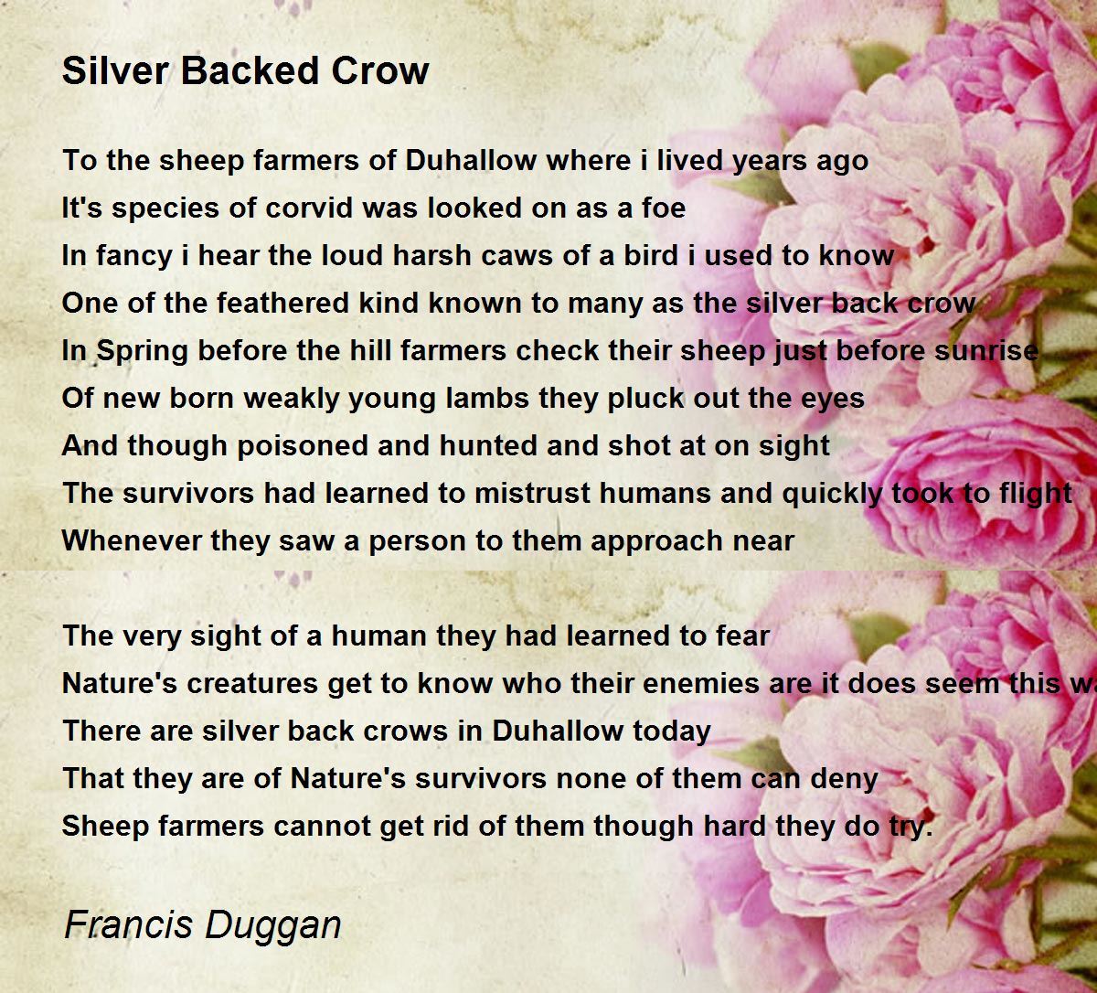Silver Backed Crow Poem by Francis Duggan - Poem Hunter